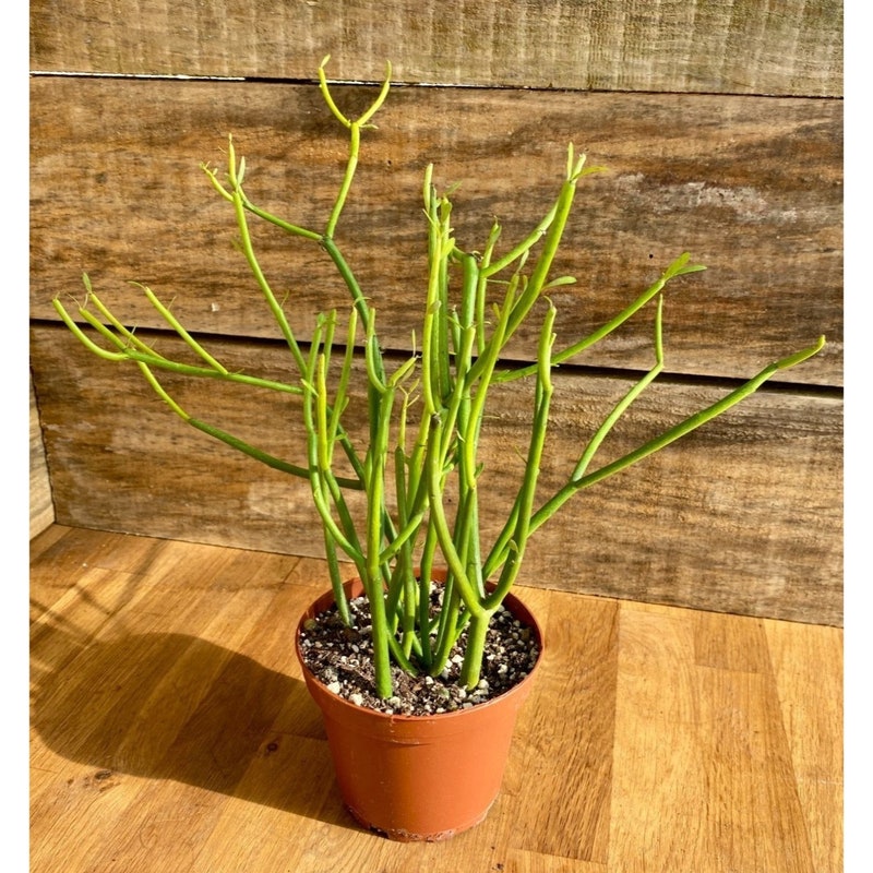 Pencil Cactus - Etsy