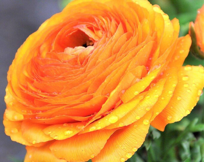 Ranunculus Aviv 'gold' Persian Buttercup 10 Bulbs per Order - Etsy