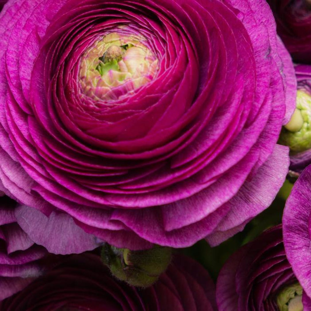 Ranunculus Tecolote Purple Persian Buttercup 10 Jumbo Corms - Etsy
