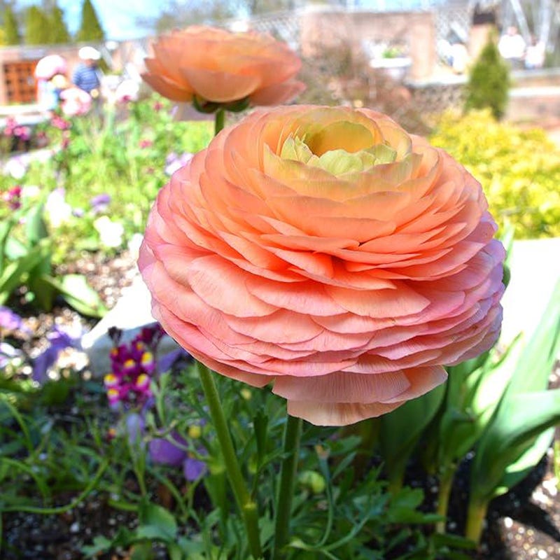 Peach Ranunculus - Etsy