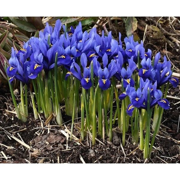 Dwarf Iris - Etsy