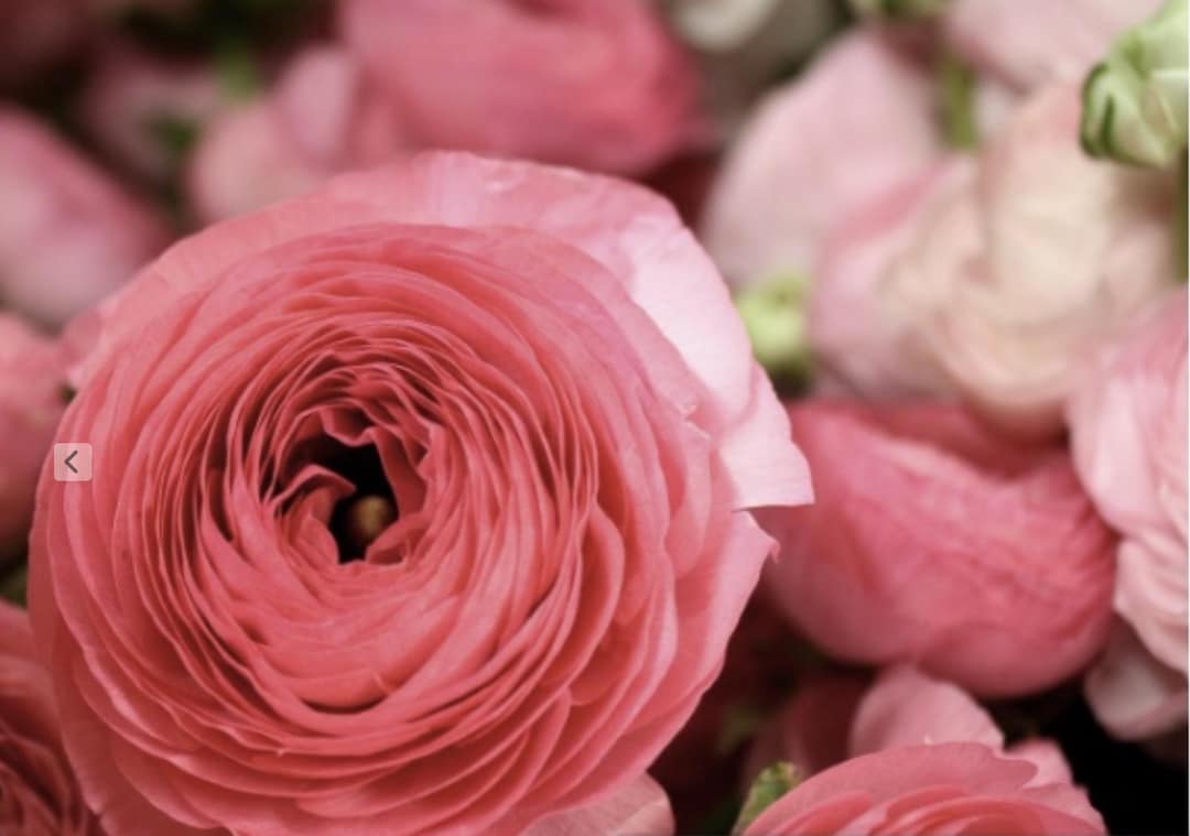 Ranunculus Aviv 'rose' Persian Buttercup 10 Bulbs per Order - Etsy