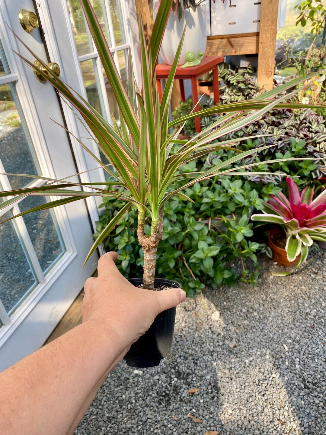 Dracaena Red Margined Dragon Tree 4 Pot Live Plant - Etsy
