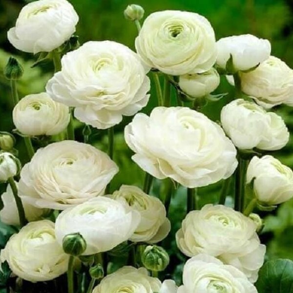 Ranunculus - Etsy