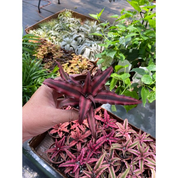 Cryptanthus - Etsy