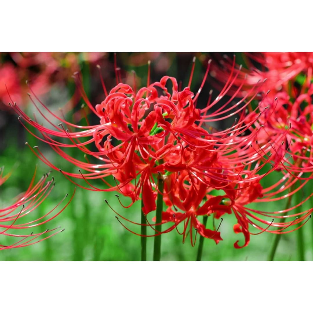 Spider Lily Lycoris Surprise Lily Bulb Hurricane Lilies Radiata Red ...