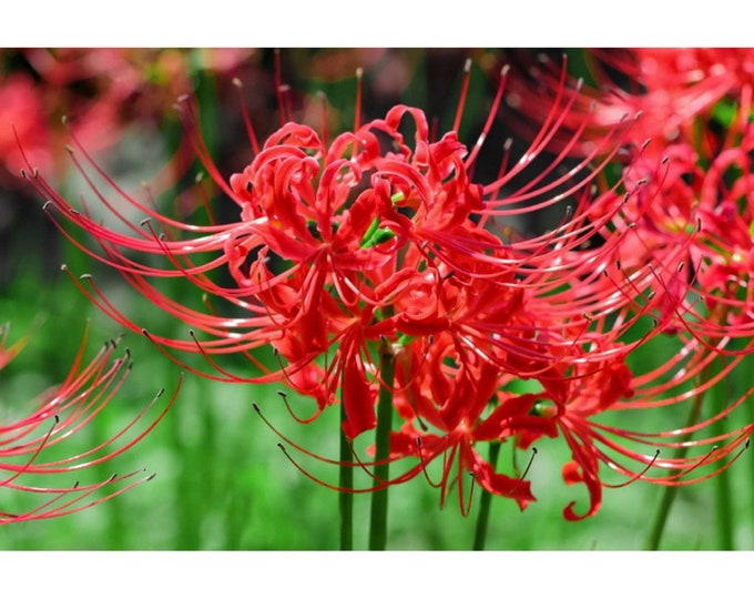 Spider Lily Lycoris Surprise Lily Bulb Hurricane Lilies Radiata Red ...