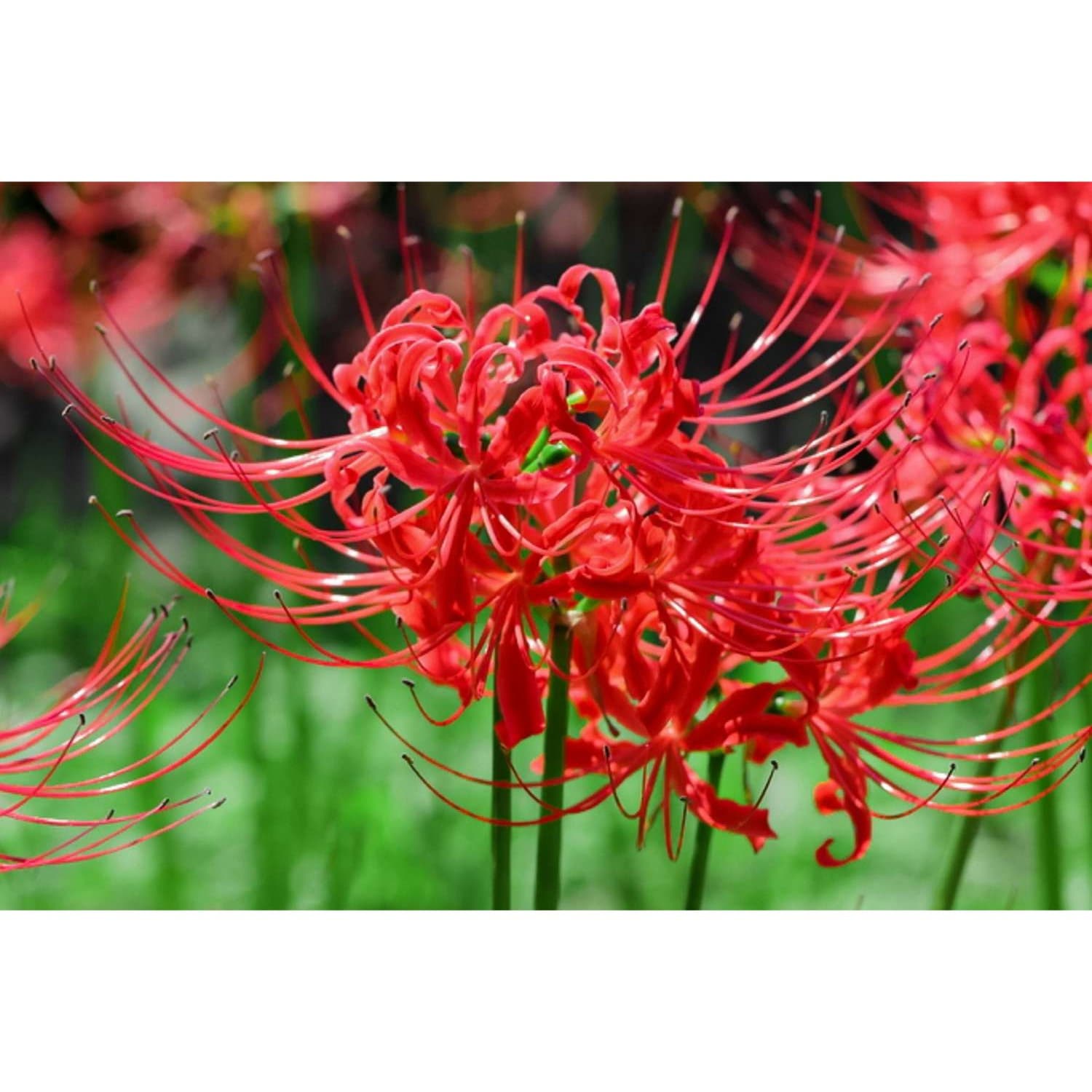 Red Spider Lily Hell Girl