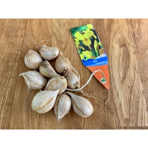 Iris Dutch Miniature Reticulata Danfordiae Dwarf Yellow 10 Bulbs Size 6 ...