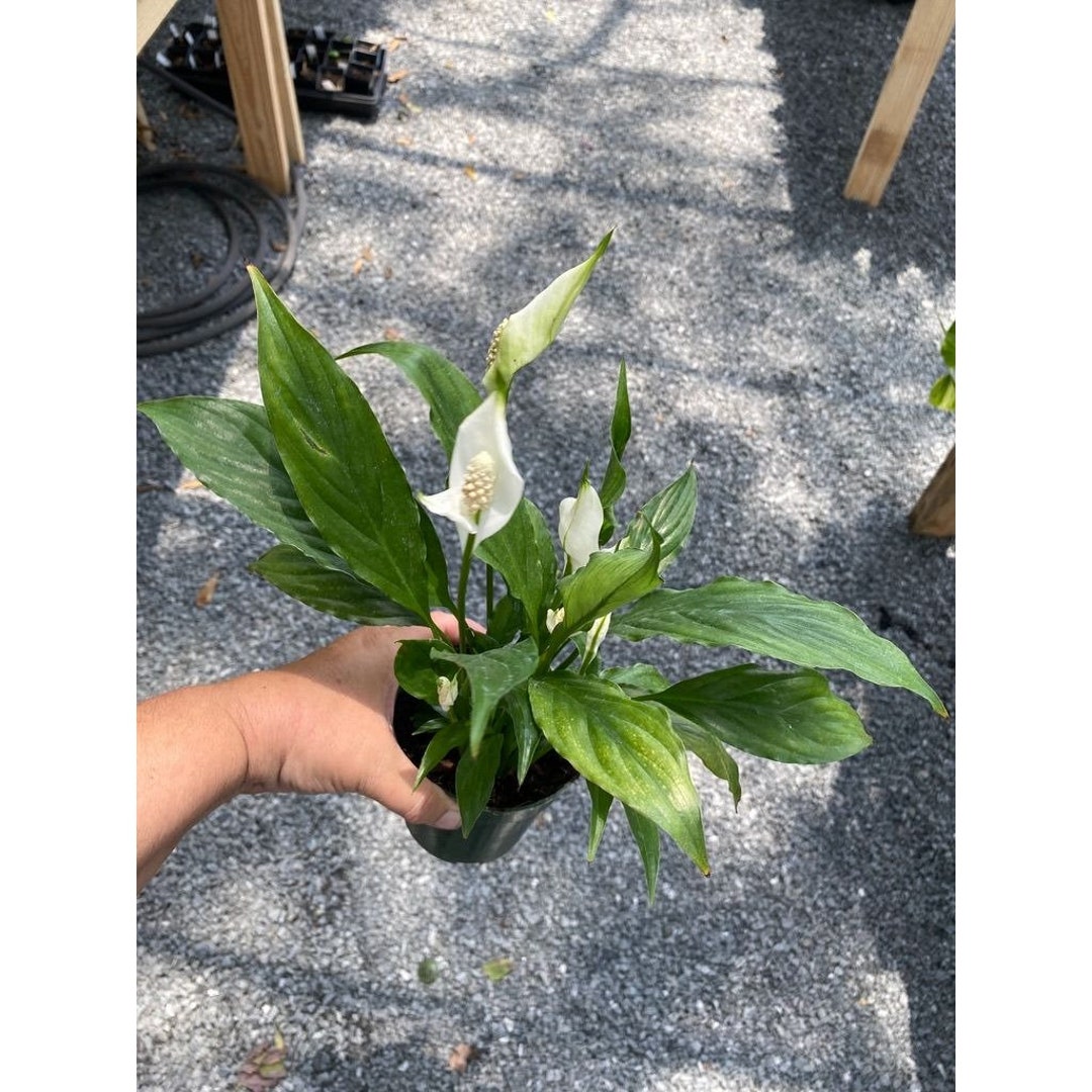 Peace Lily Spathiphyllum Platinum Mist 4 Pot Live Plant - Etsy