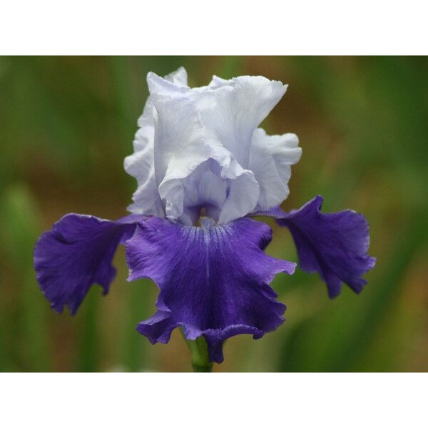 Reblooming Bearded Iris - Etsy