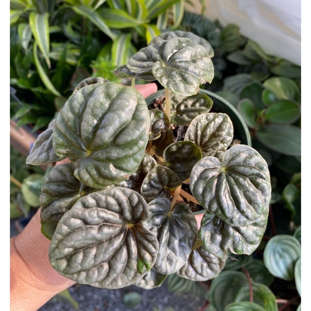 Peperomia Caperata Radiator Plant Emerald Green Ripple 4 Inch Pot Live ...