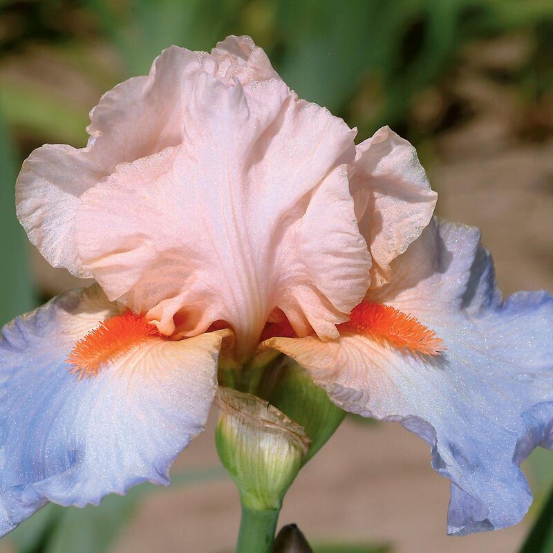 Peach Iris - Etsy