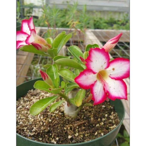 Desert Rose Picotee - Etsy