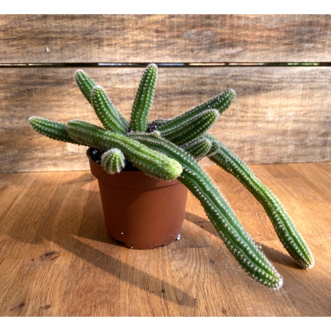 Cactus Peanut or Chamaecereus Silvestrii 4 Pot Live Plant - Etsy