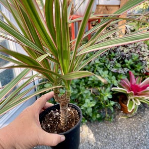 Dracaena Red Margined Dragon Tree 4 Pot Live Plant - Etsy