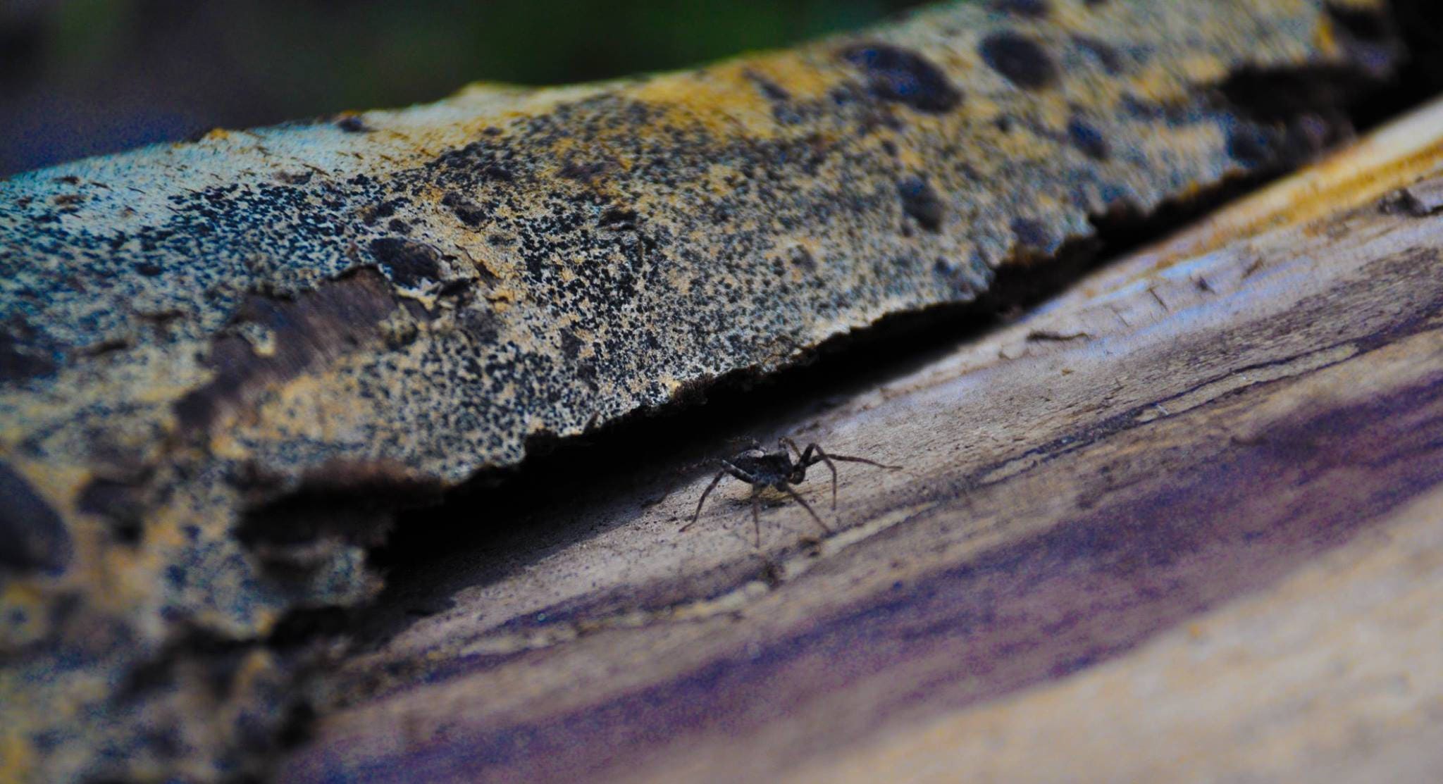 Creatures (wall Art, Photograph, Print) - Etsy