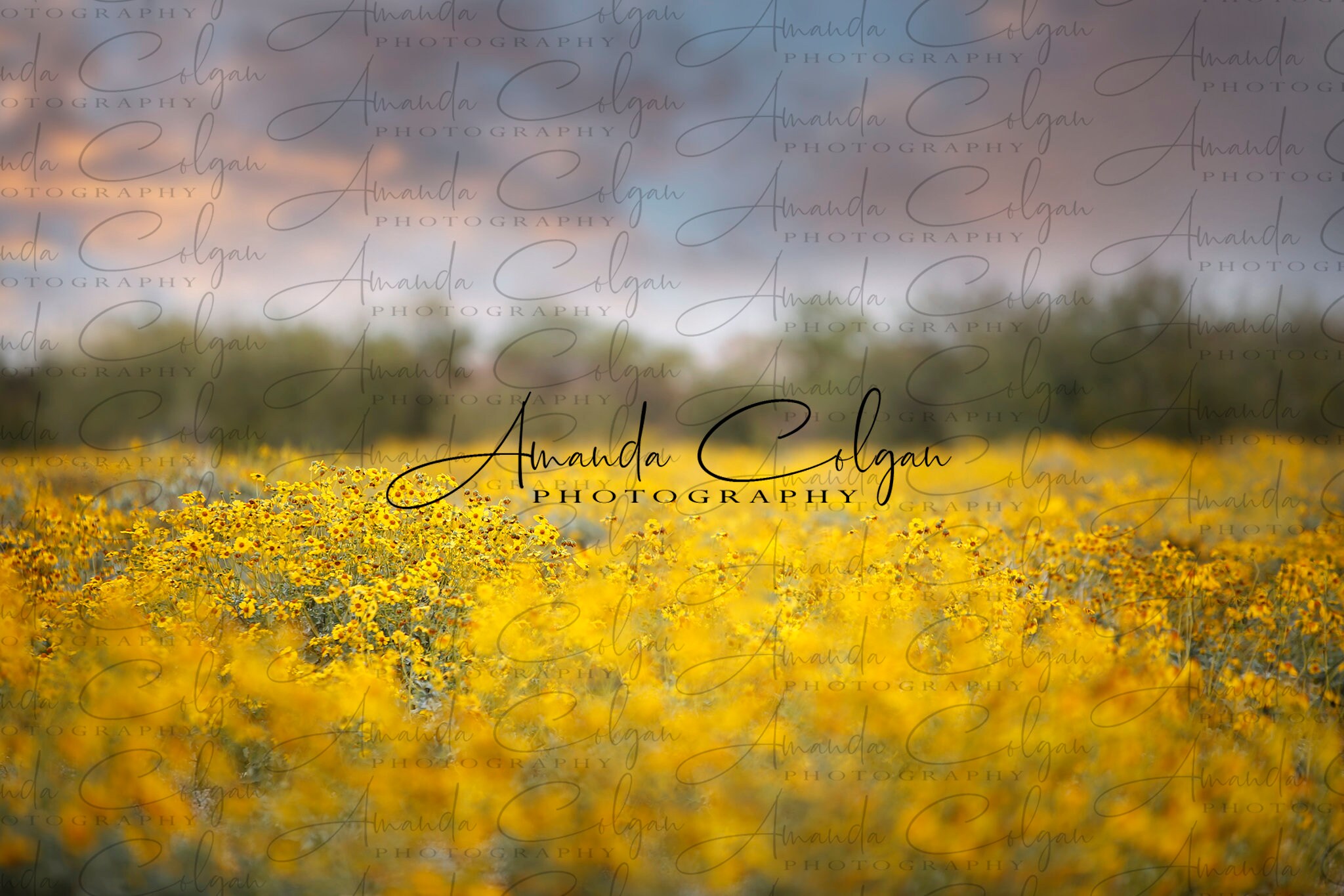 Yellow Flower Field Digital Background | Daisy Field Digital Background ...