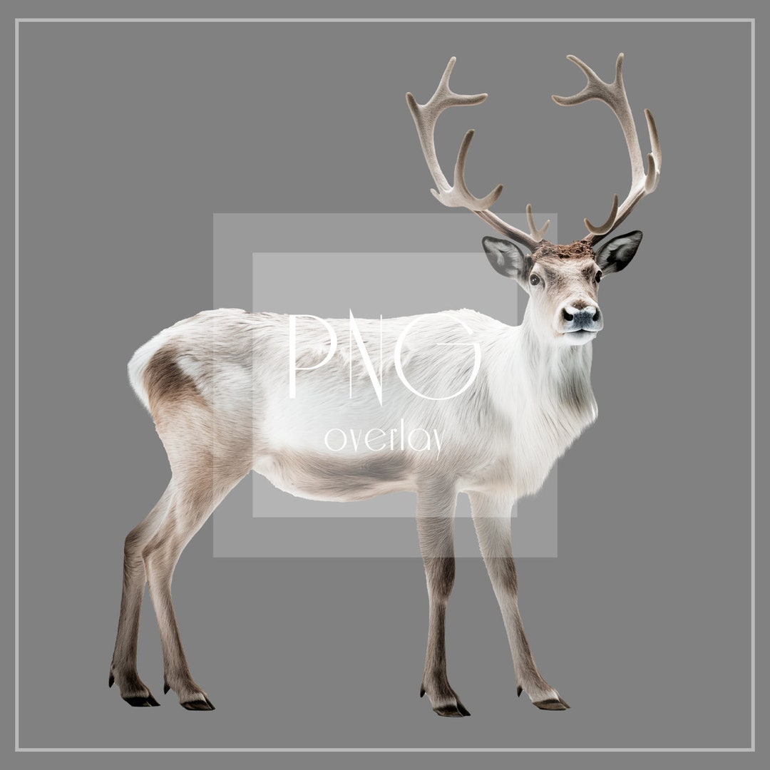 Reindeer Overlay | Overlay for Photoshop | Photoshop Overlay | Reindeer ...