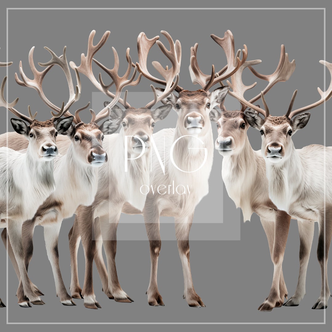 Reindeer Overlays Pack of 6 | White Reindeer | Overlay for Photoshop ...