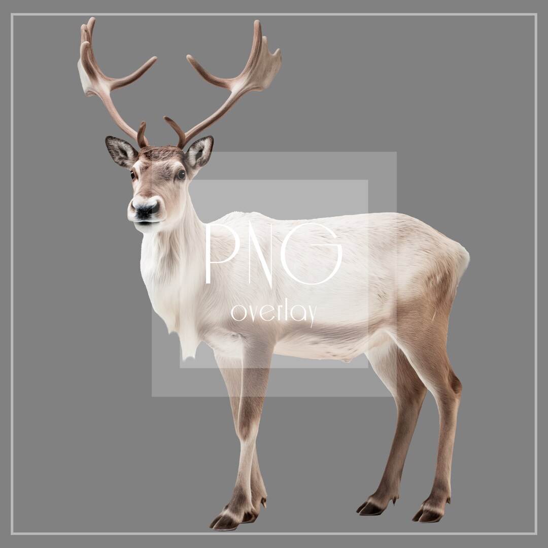 Reindeer Overlay | Overlay for Photoshop | Photoshop Overlay | Reindeer ...