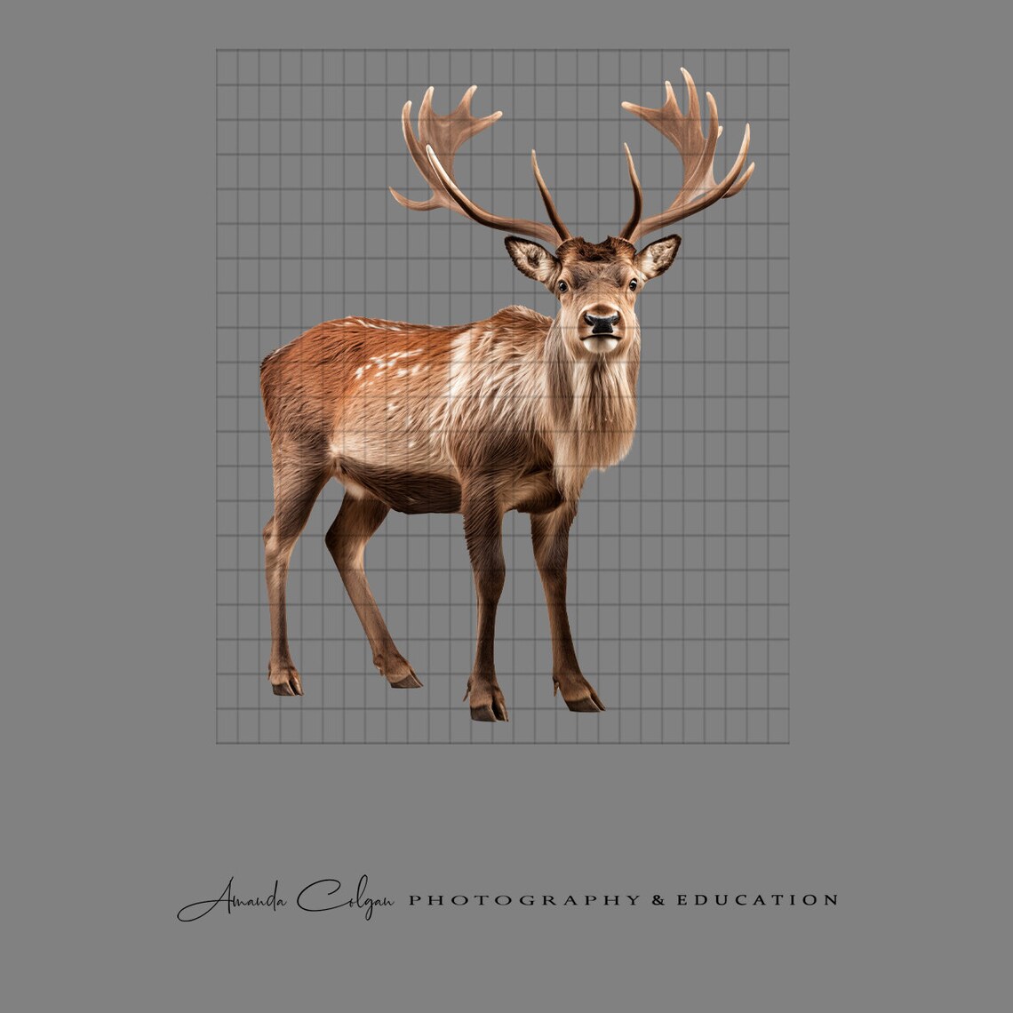 Reindeer Overlay | Overlay for Photoshop | Photoshop Overlay | Reindeer ...