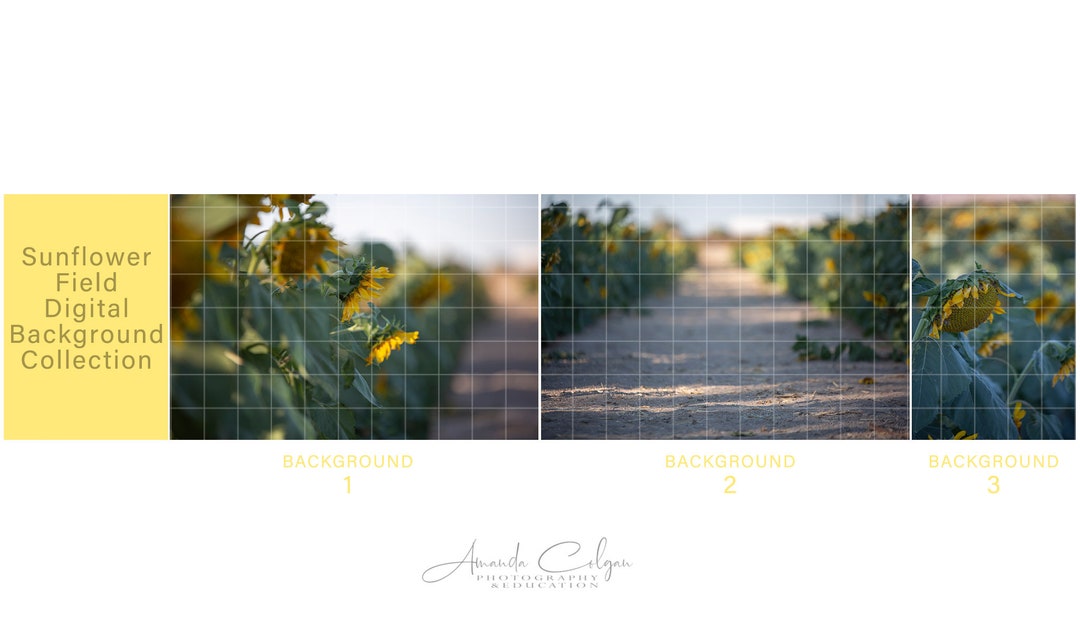 Sunflower Digital Background Pack | Sunflower Field Digital Background ...