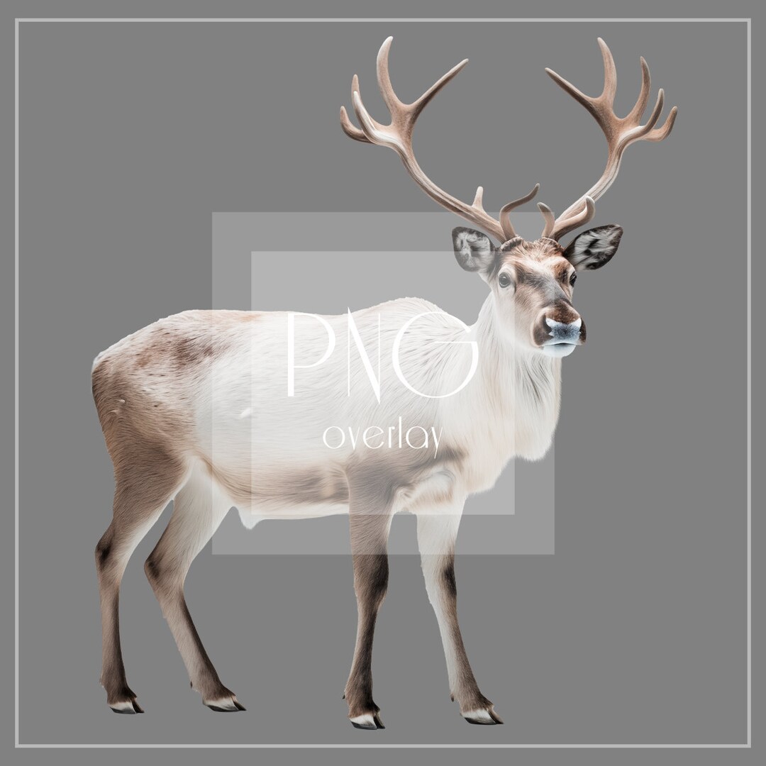 Reindeer Overlay | Overlay for Photoshop | Photoshop Overlay | Reindeer ...