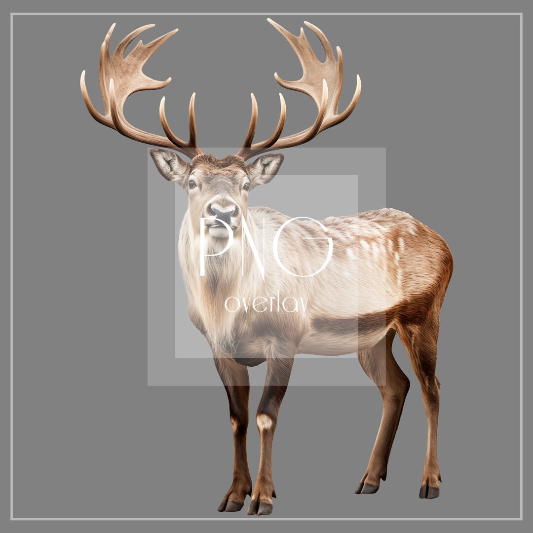 Reindeer Overlay | Overlay for Photoshop | Photoshop Overlay | Reindeer ...