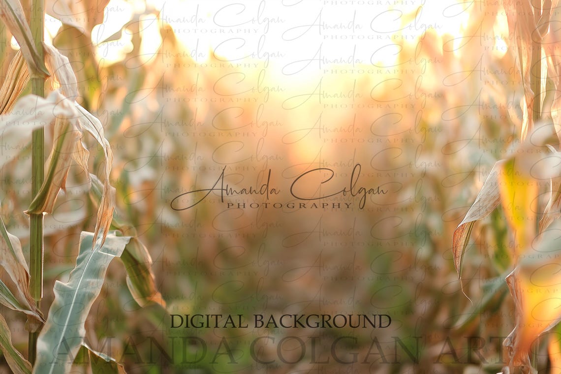 Autumn Digital Background | Corn Field at Golden Hour Digital Backdrop ...