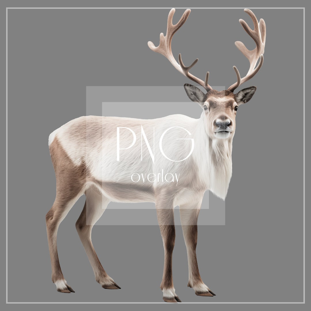 Reindeer Overlay | Overlay for Photoshop | Photoshop Overlay | Reindeer ...