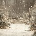 Winter Digital Background | Christmas Digital Backdrop | Magical Forest ...