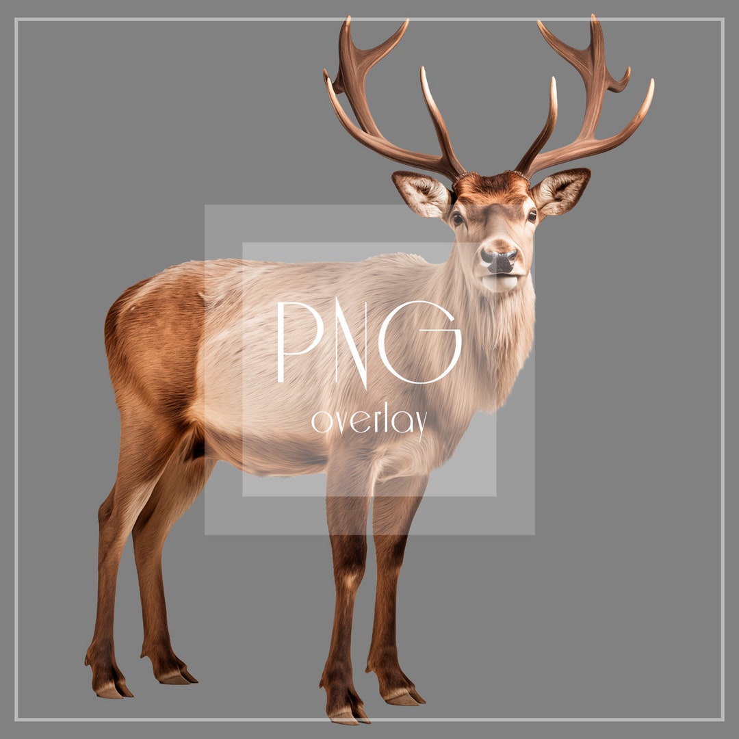 Reindeer Overlay | Overlay for Photoshop | Photoshop Overlay | Reindeer ...