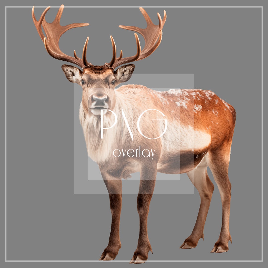 Reindeer Overlay | Overlay for Photoshop | Photoshop Overlay | Reindeer ...