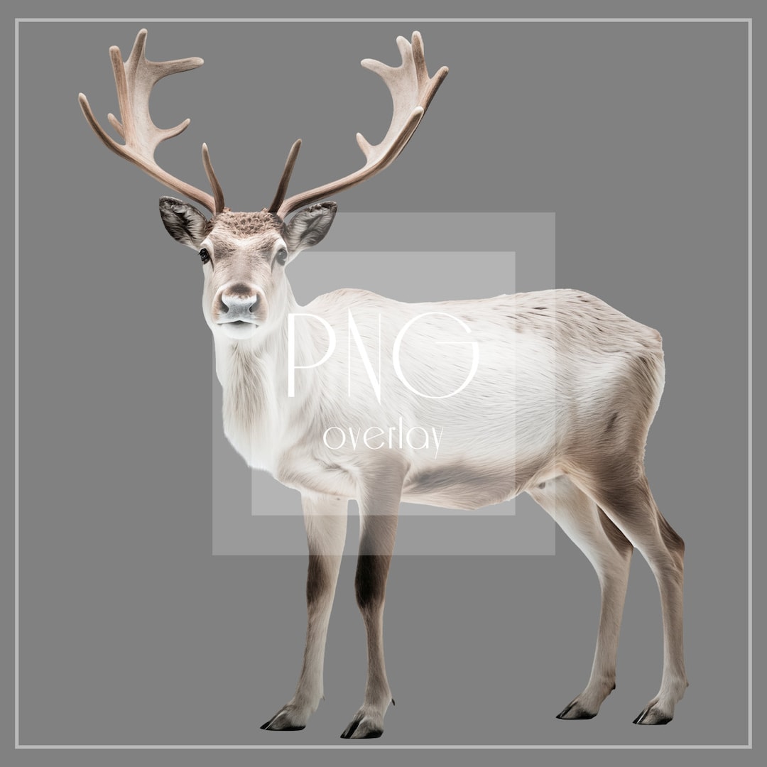 Reindeer Overlay | Overlay for Photoshop | Photoshop Overlay | Reindeer ...