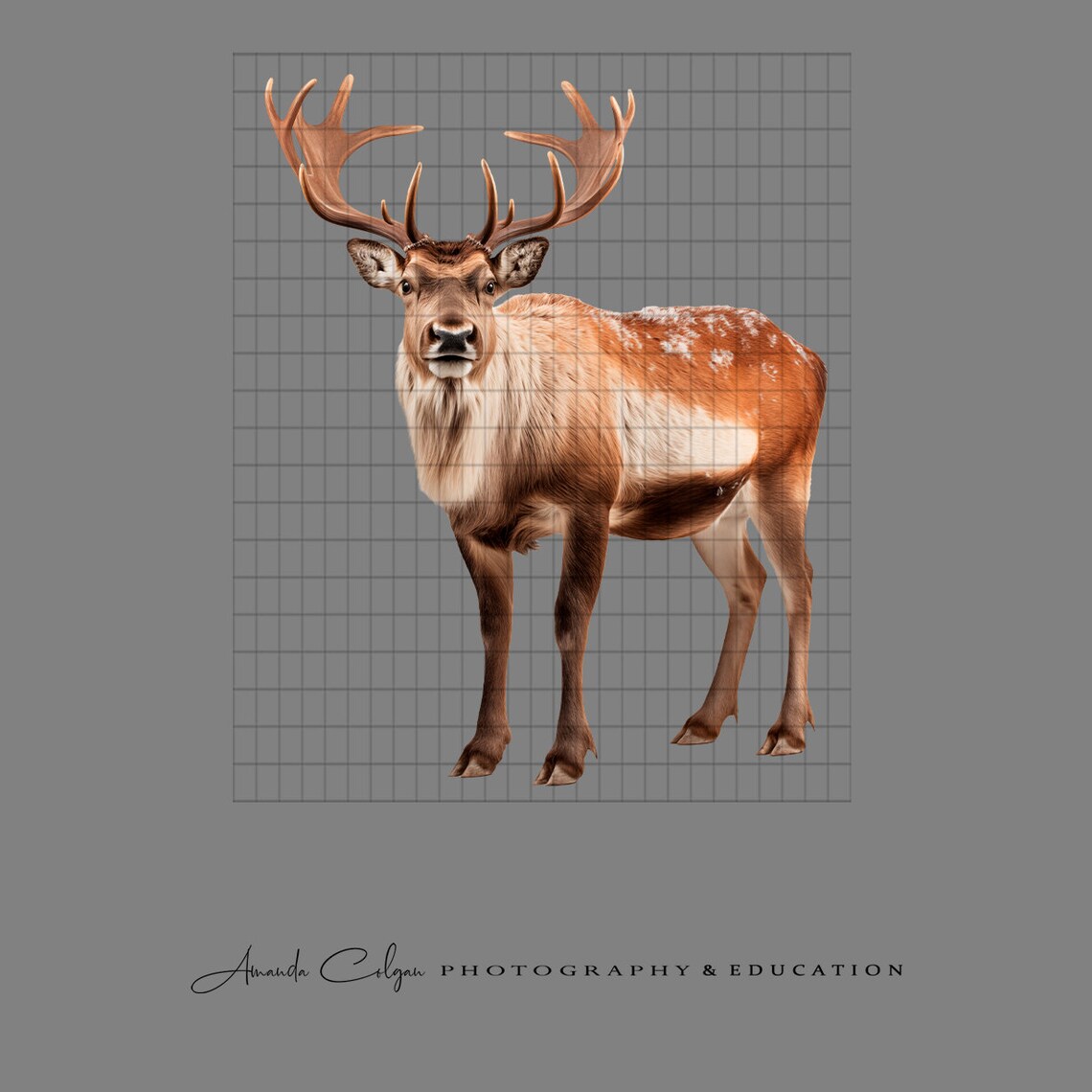 Reindeer Overlay | Overlay for Photoshop | Photoshop Overlay | Reindeer ...