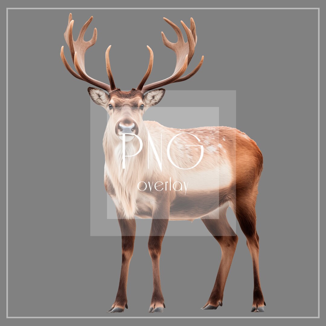 Reindeer Overlay | Overlay for Photoshop | Photoshop Overlay | Reindeer ...