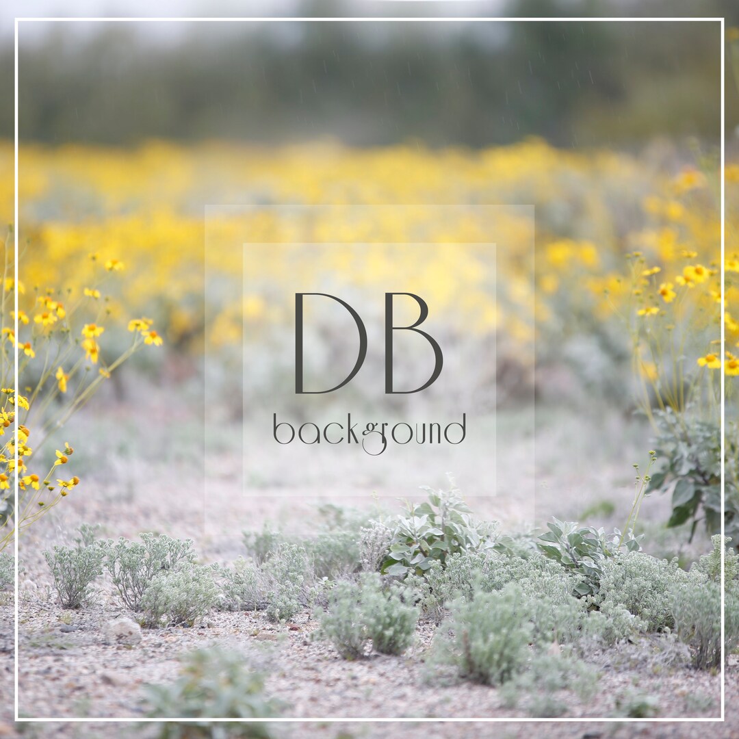 Yellow Daisy Digital Background | Flower Field Digital Background ...