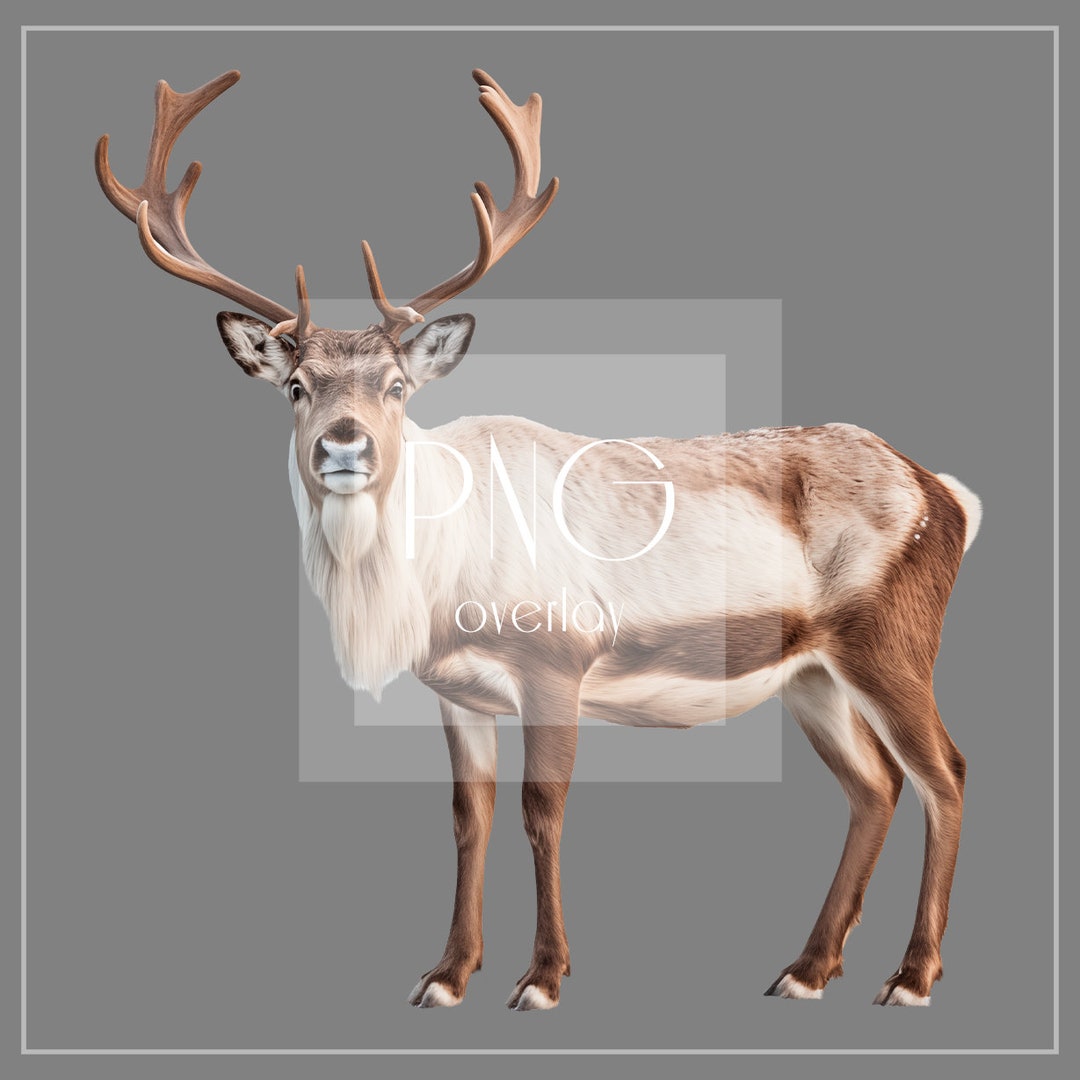 Reindeer Overlay | Overlay for Photoshop | Photoshop Overlay | Reindeer ...