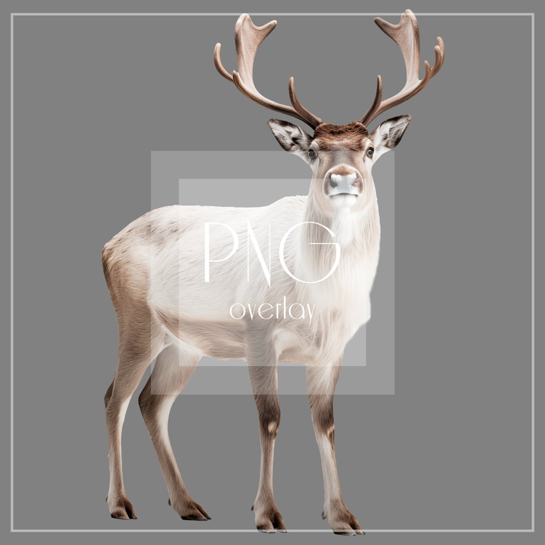 Reindeer Overlay | Overlay for Photoshop | Photoshop Overlay | Reindeer ...