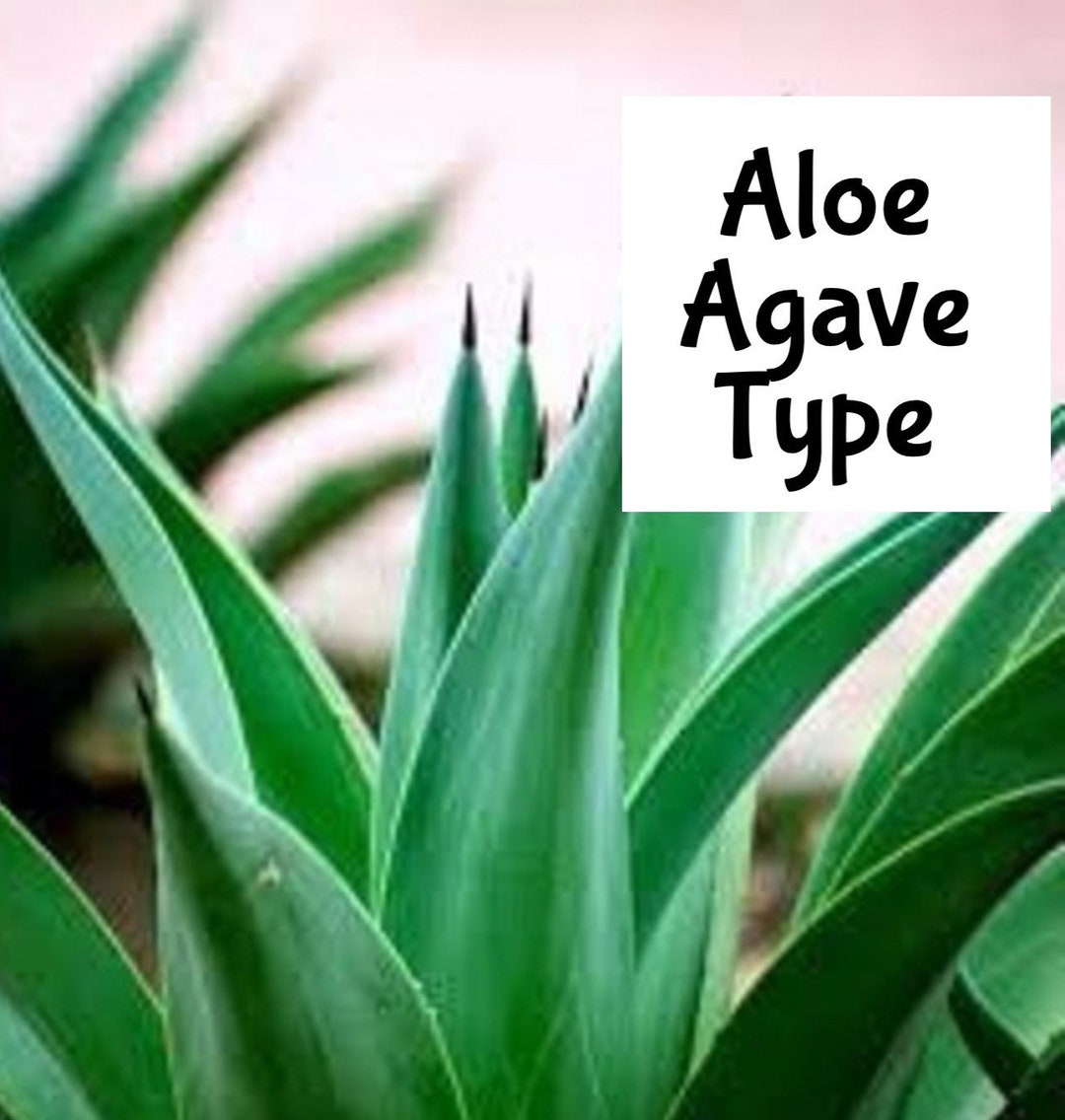 ALOE & AGAVE dupe Handmade EDP Perfume Cologne Splash Beard - Etsy