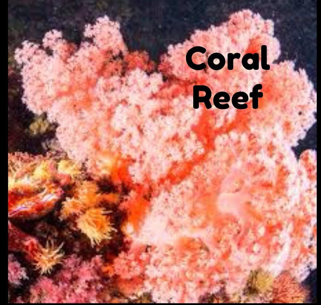 CORAL REEF Handmade EDP Perfume Cologne Room Linen Spray - Etsy