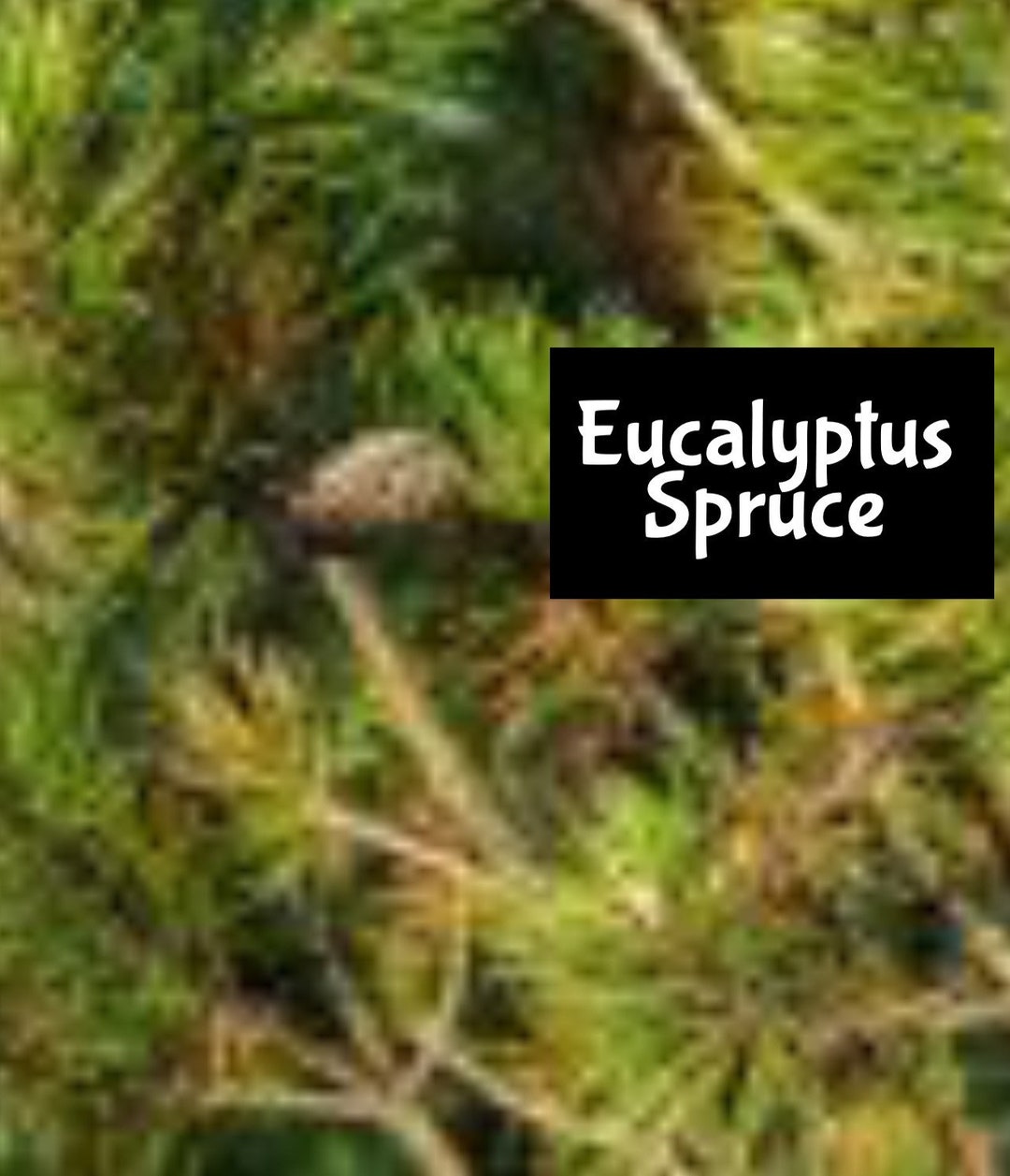 EUCALYPTUS SPRUCE Perfume Cologne Bath Beard Massage Oil Moisturizing ...