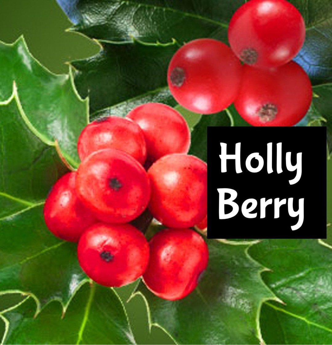 HOLLY BERRY Moisturizing Hair Shimmer Body Splash Edp Perfume Cologne ...