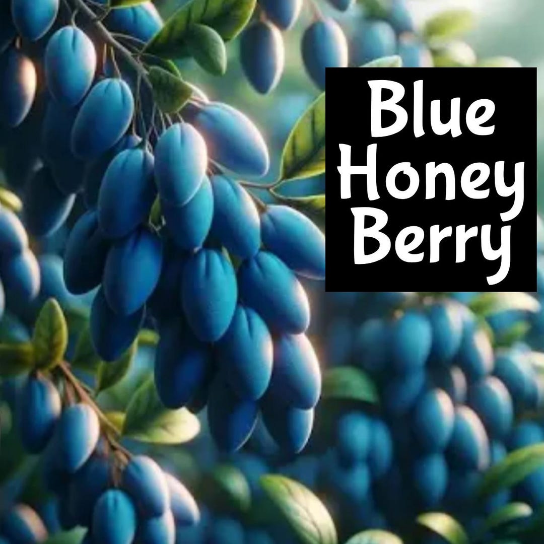 BLUE HONEY BERRY Roll on Perfume Cologne Fragrance Beard Oil Shimmer ...