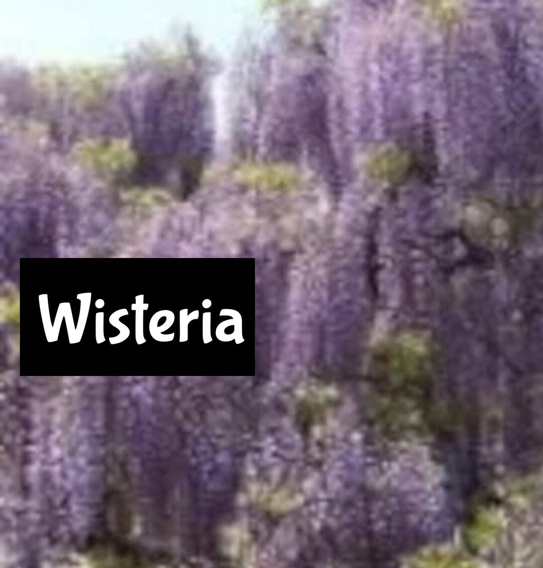 WISTERIA Handmade Edp Perfume Cologne Room Linen Spray Fragrance ...