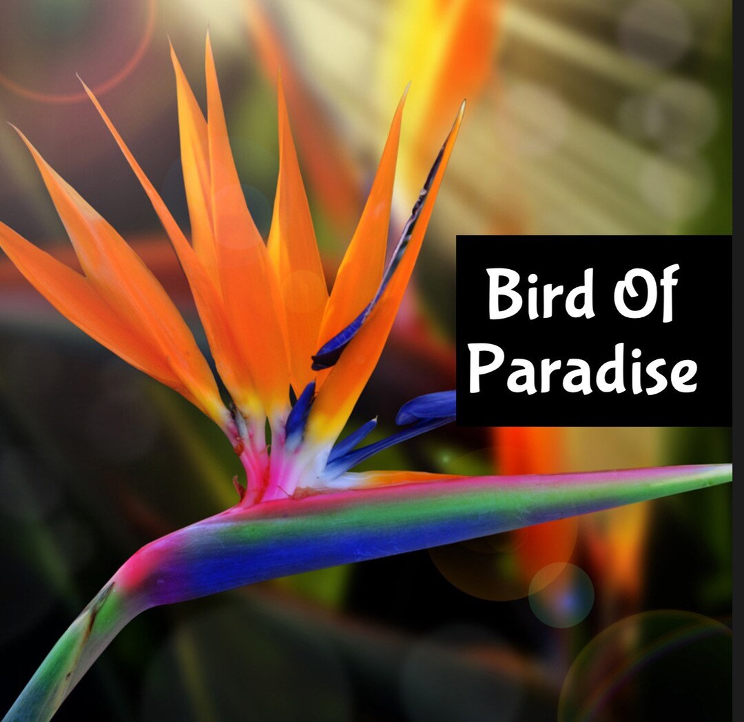 BIRD OF PARADISE Moisturizing Shimmer Body Splash Perfume Cologne Beard ...