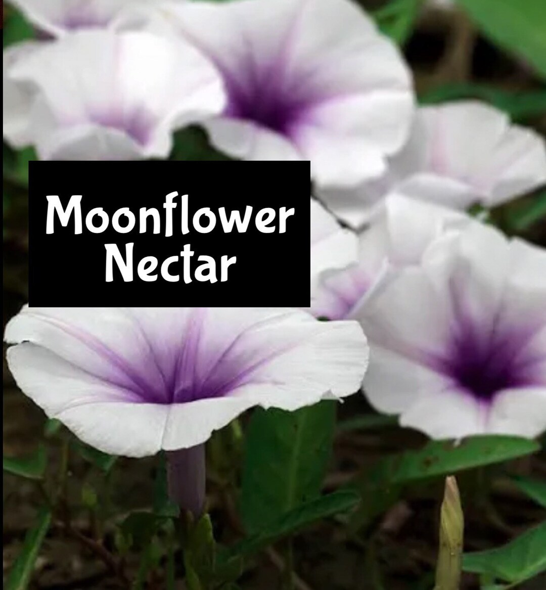 MOONFLOWER NECTAR Moisturizing Shimmer Hair Body Splash EDP Perfume ...