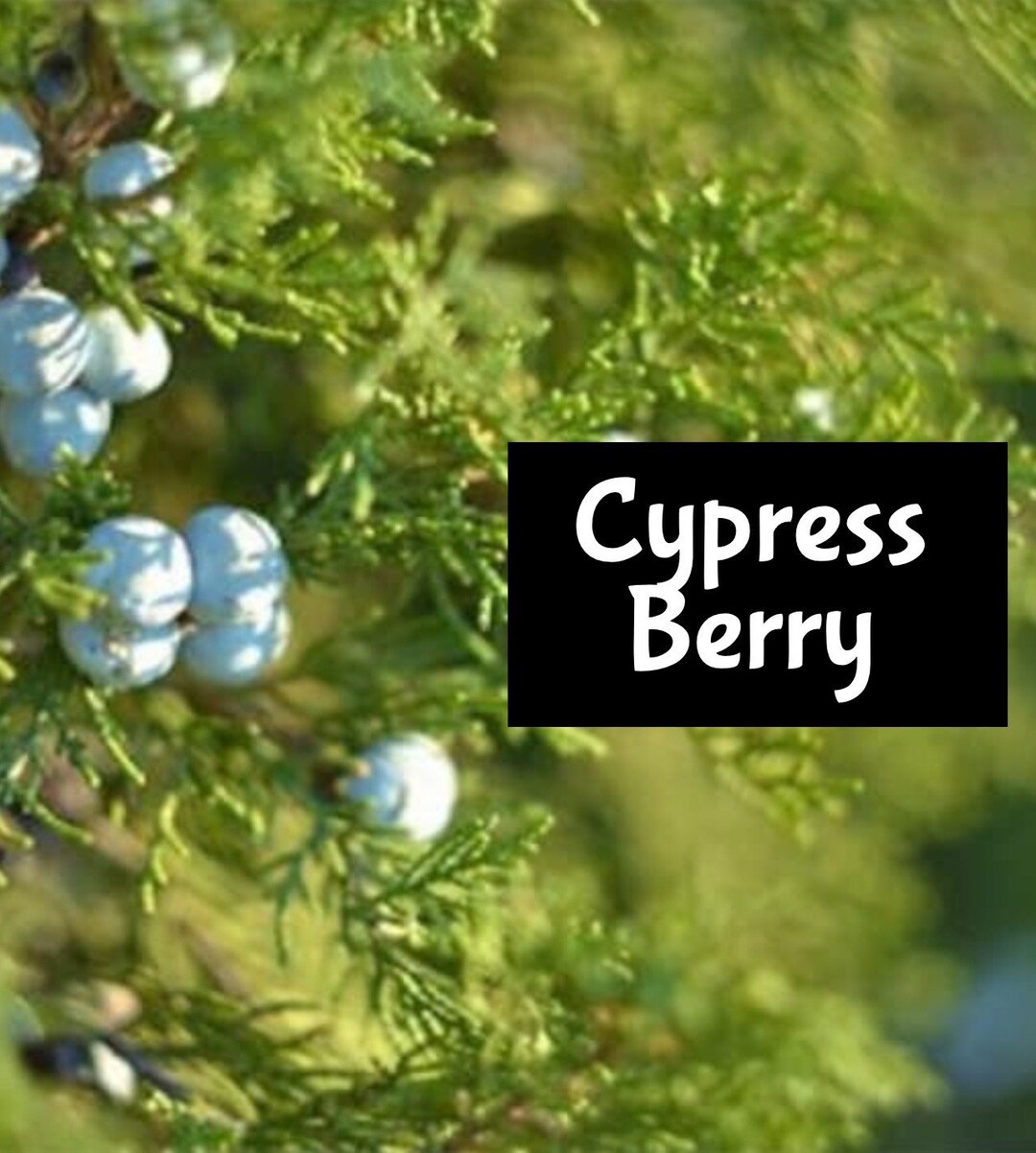 CYPRESS BERRY Moisturizing Hair Shimmer Body Splash EDP Perfume Cologne ...
