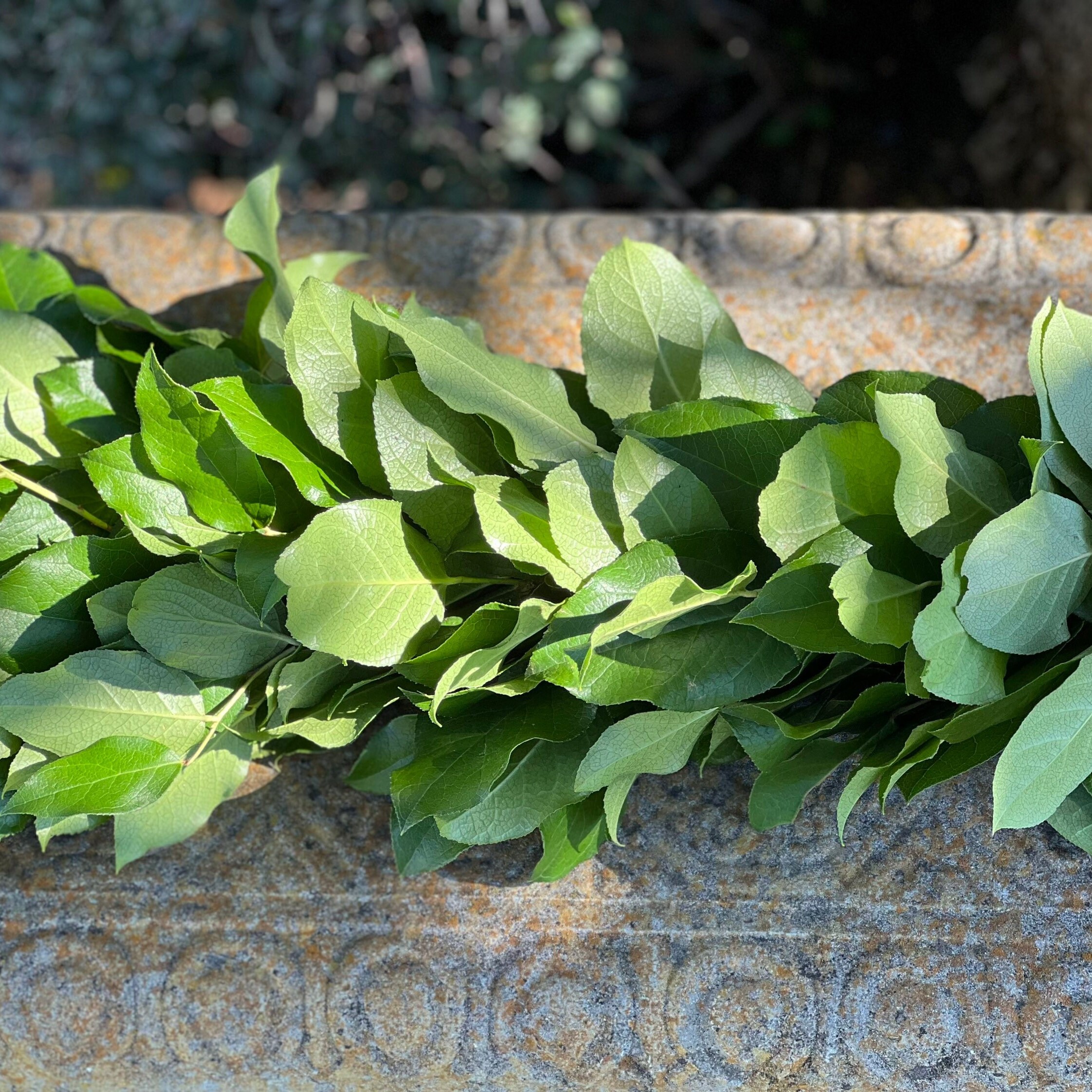 Fresh Handmade Lemon Leaf Greenery Garland - Etsy